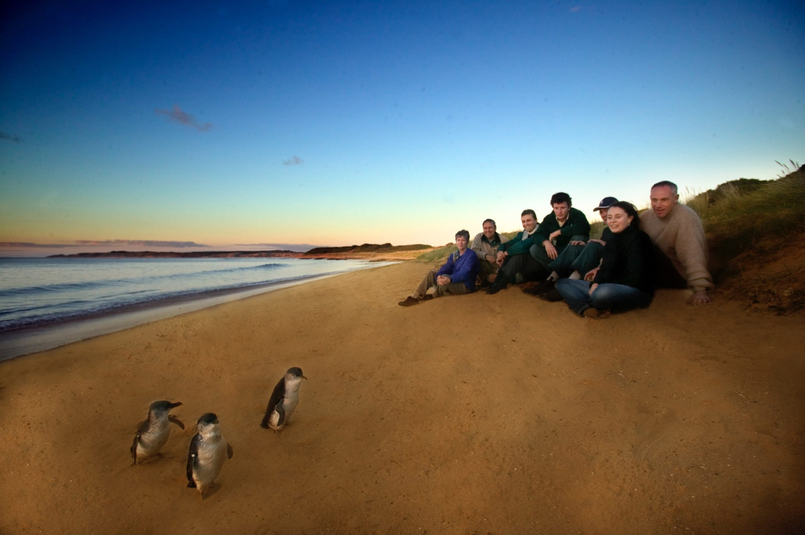 Phillip Island Nature Parks Penguin Parade Go Beyond Melbourne Phillip Island Nature Parks Penguin Parade Go Beyond Melbourne